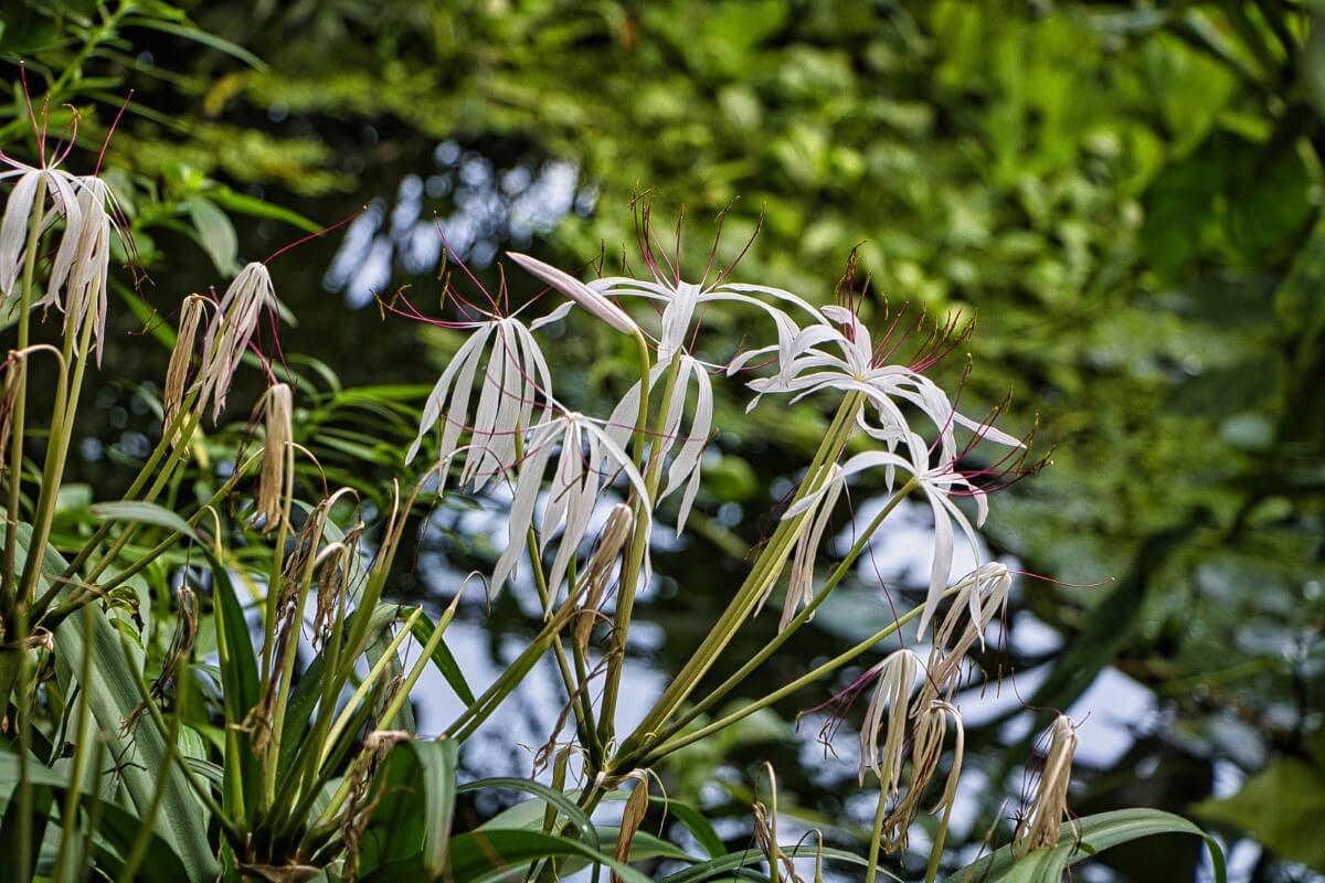 50 Unique Native Florida Flowers and Plants - Petal Republic