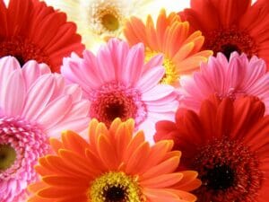 20 Best Types of Masculine Flowers - Petal Republic
