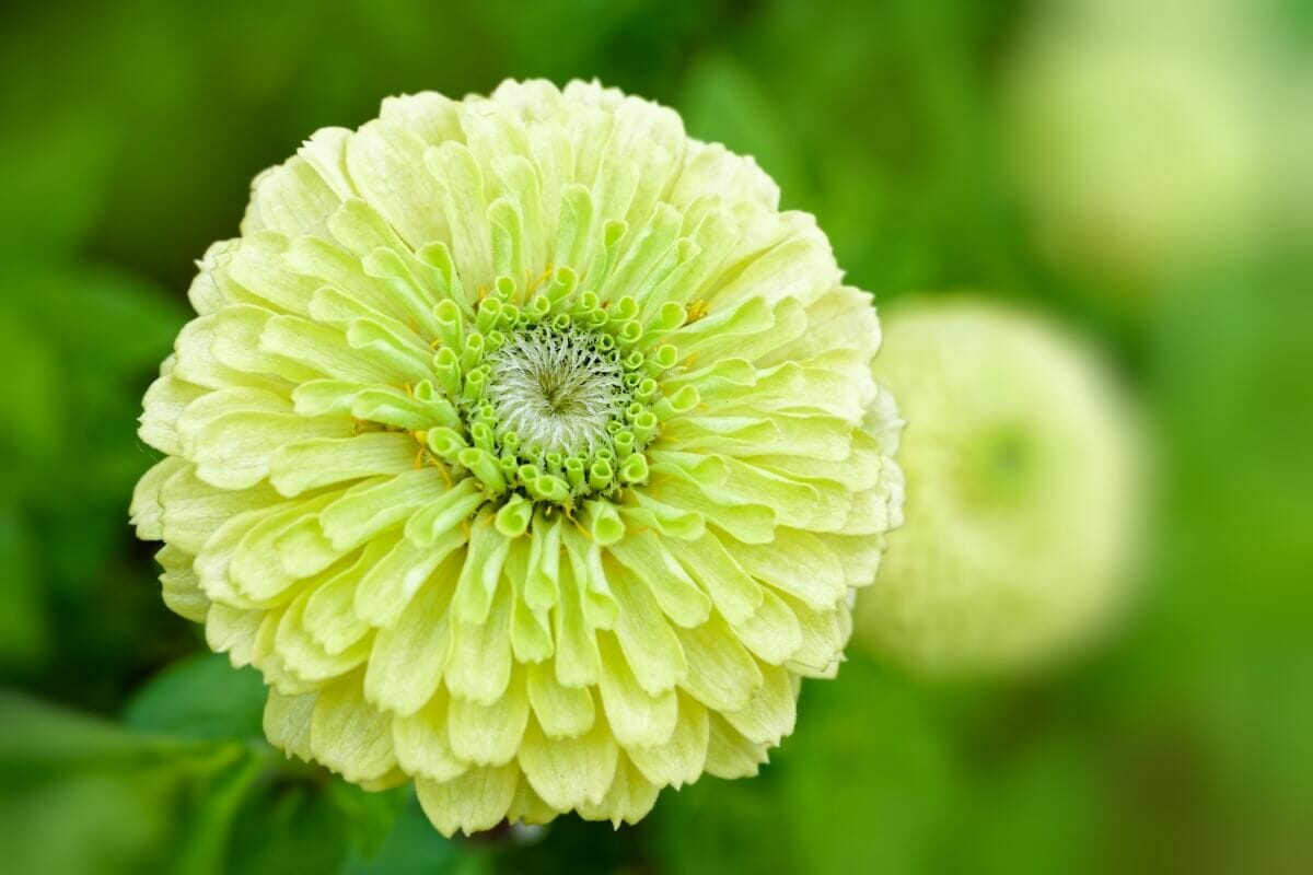Zinnias in Every Color of the Rainbow—See Them All Here! - Petal Republic