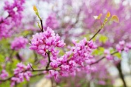 50 Stunning Native Florida Flowers and Plants - Petal Republic