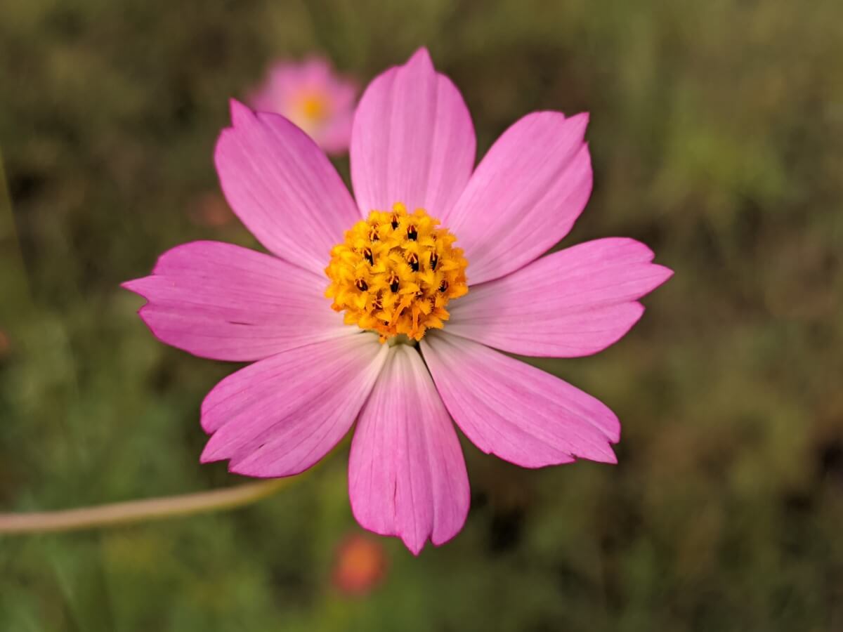 17 Types of Cosmos Flowers for Stunning Garden Displays - Petal Republic