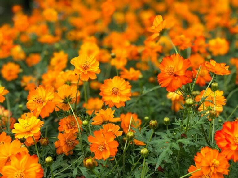 Cosmos Flowers in Every Hue: A Complete Color Guide - Petal Republic