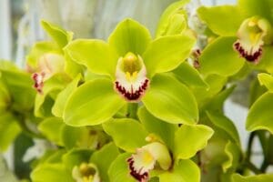 20 Best Types of Masculine Flowers - Petal Republic