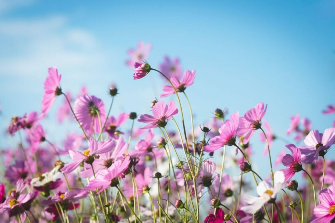 Cosmos Flowers in Every Hue: A Complete Color Guide - Petal Republic