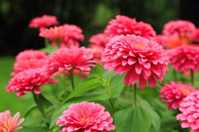 Zinnias in Every Color of the Rainbow—See Them All Here! - Petal Republic