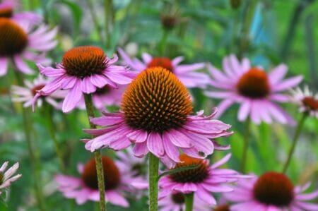 50 Stunning Native Florida Flowers and Plants - Petal Republic
