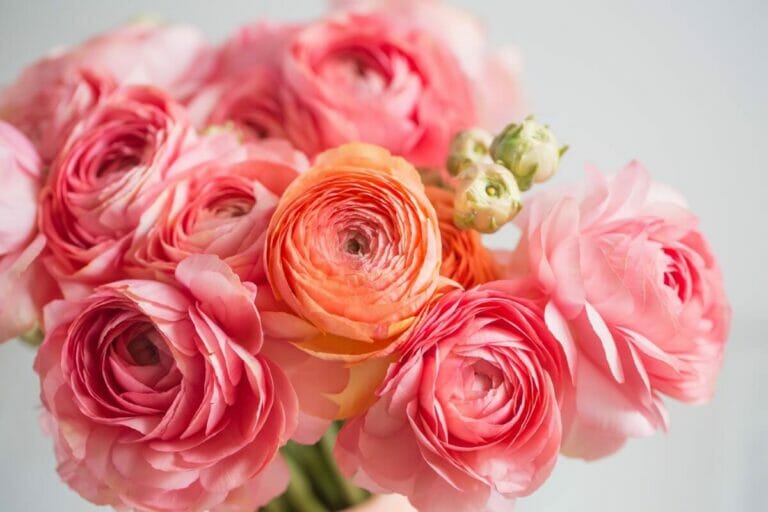 14 Best Types of Flowers to Gift on A First Date - Petal Republic