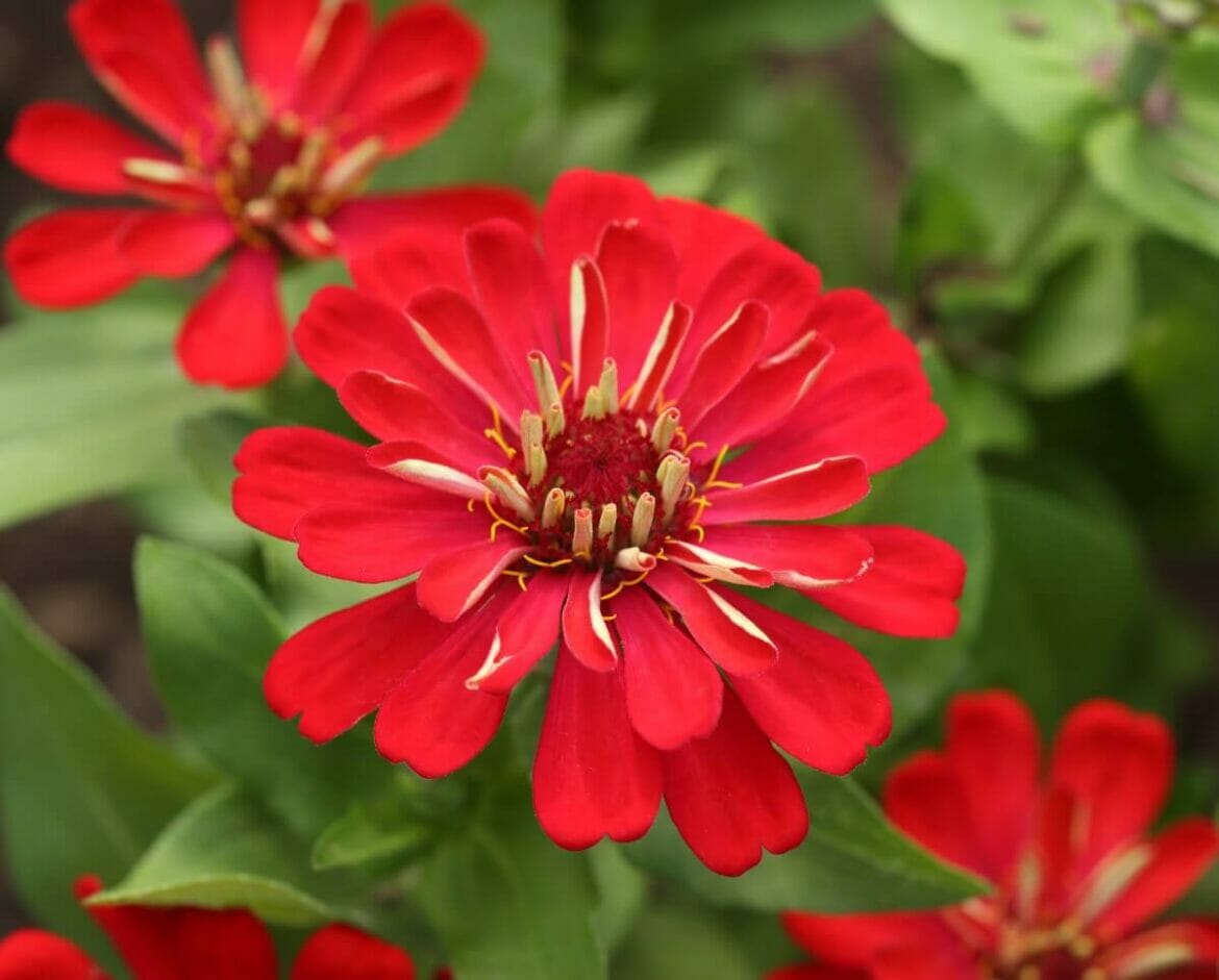 Zinnias in Every Color of the Rainbow—See Them All Here! - Petal Republic