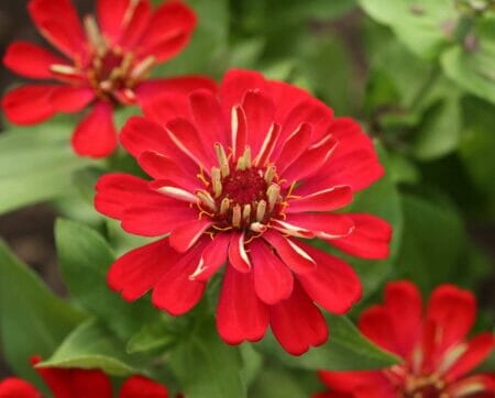 Zinnias in Every Color of the Rainbow—See Them All Here! - Petal Republic