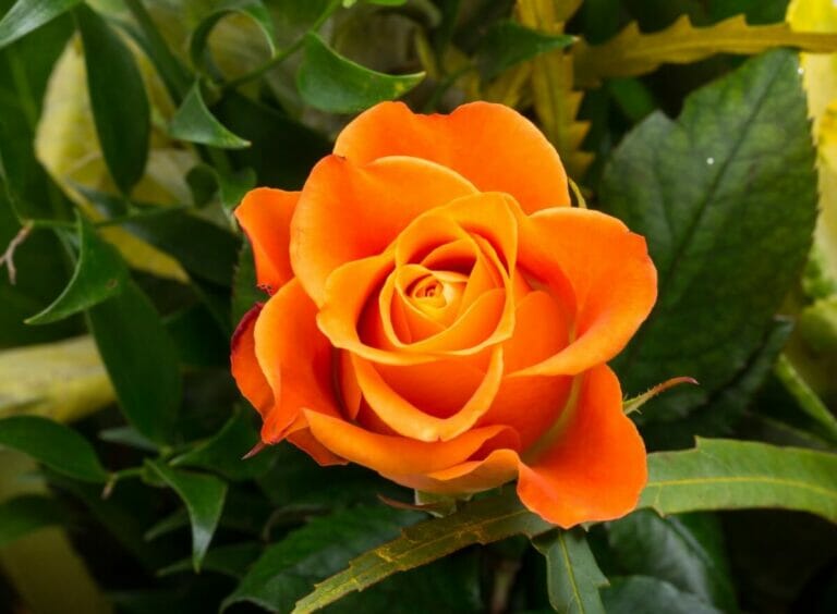 20 Best Types of Masculine Flowers - Petal Republic