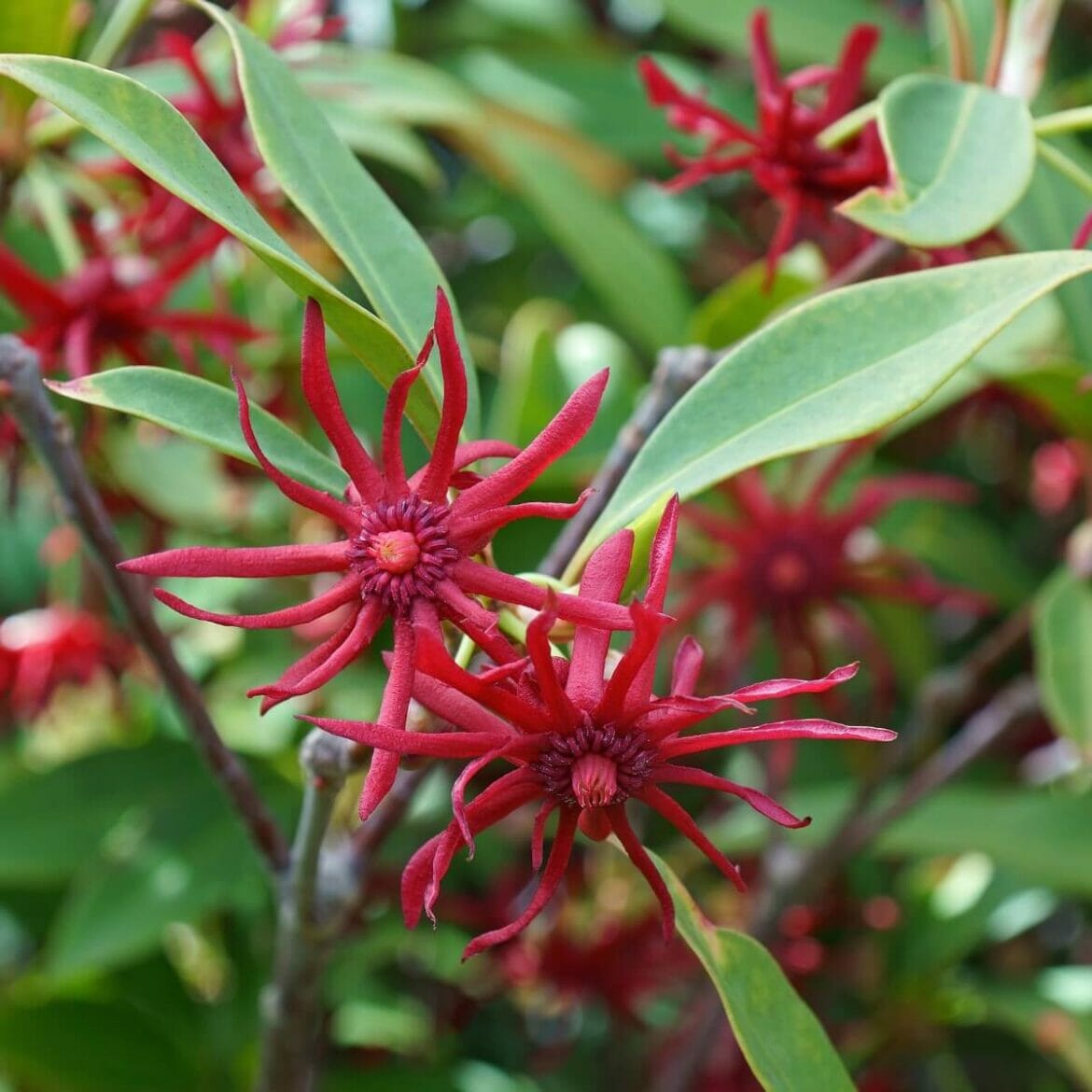 50 Unique Native Florida Flowers and Plants - Petal Republic