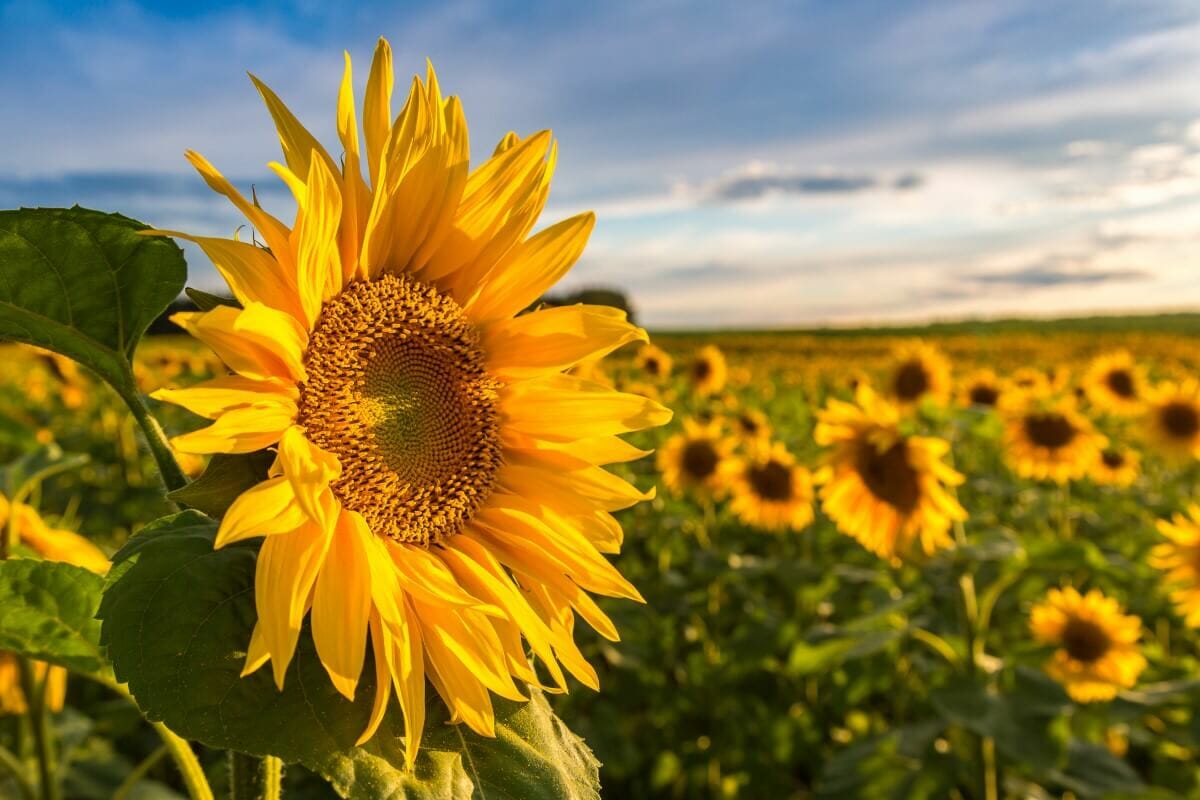 20 Best Types of Masculine Flowers - Petal Republic