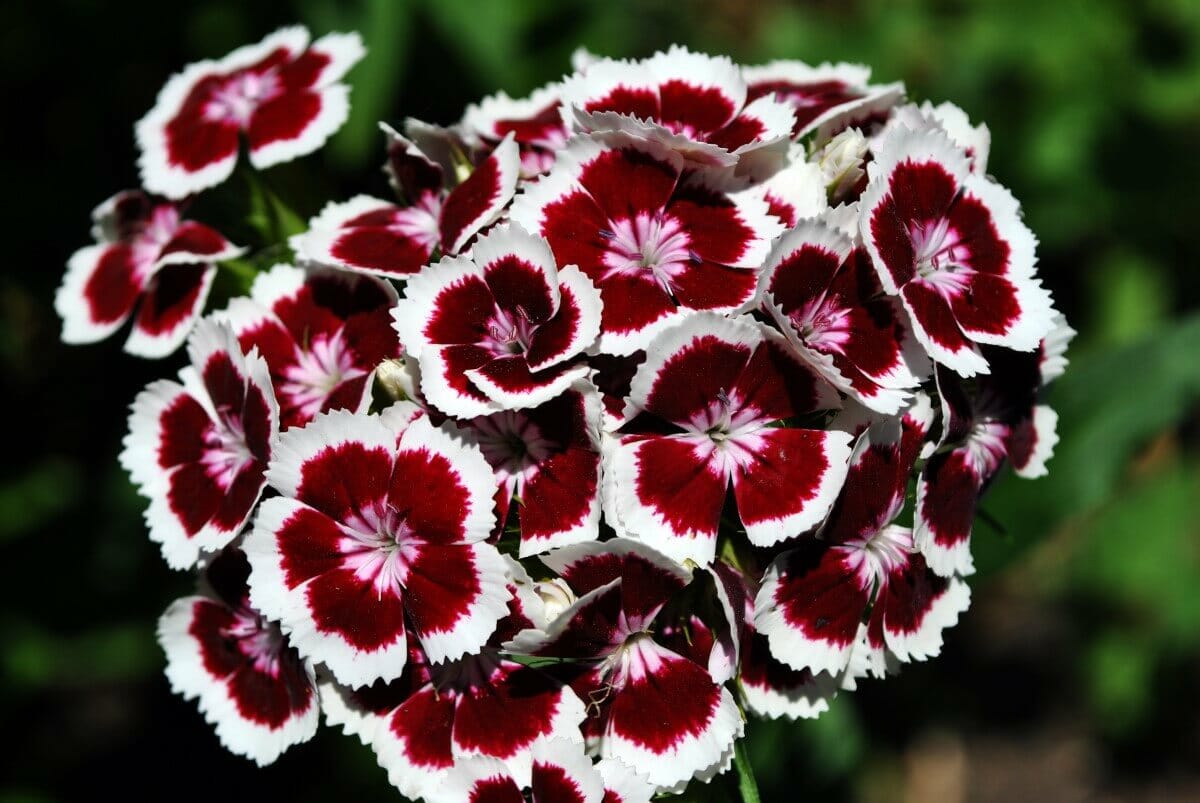 20 Best Types of Masculine Flowers - Petal Republic
