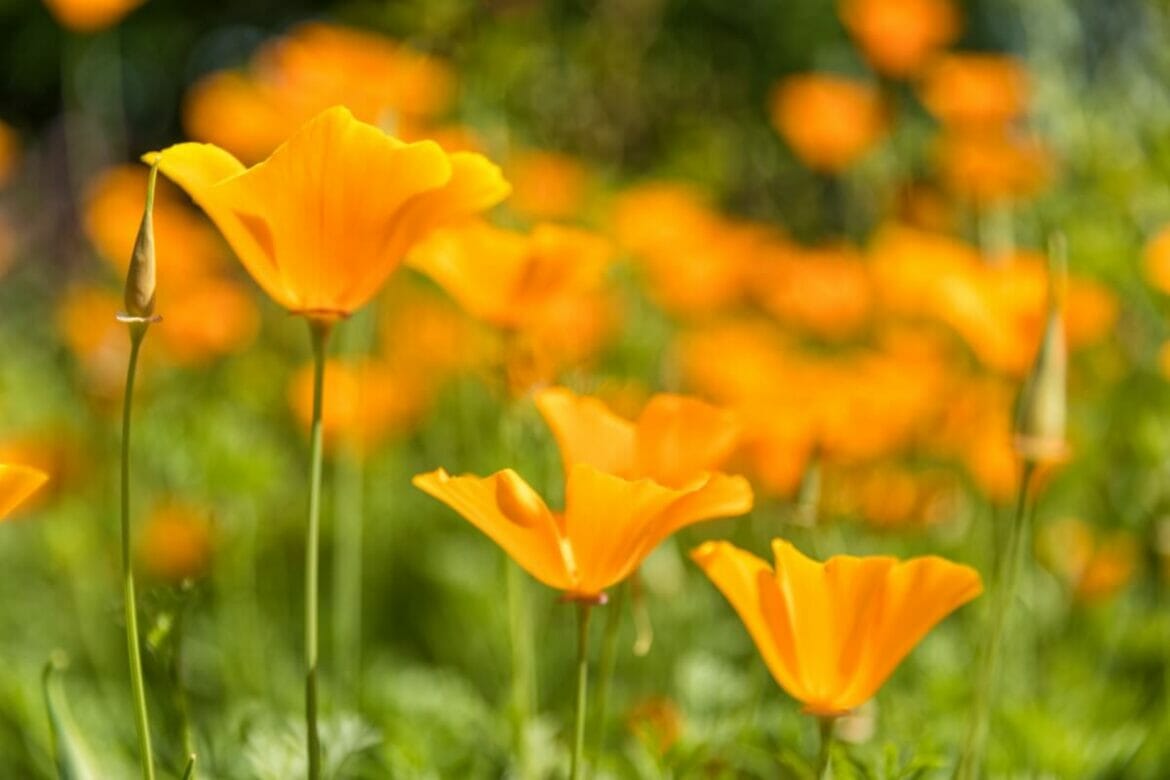 California Poppies: The Ancient Symbol of Hope You Forgot You Needed ...