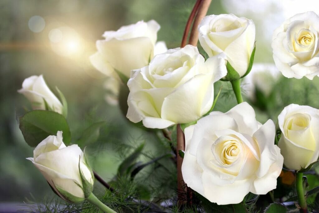 White Rose Meaning In The Language Of Flowers Petal Republic White Rose Meaning In The Language Of Flowers Petal Republic