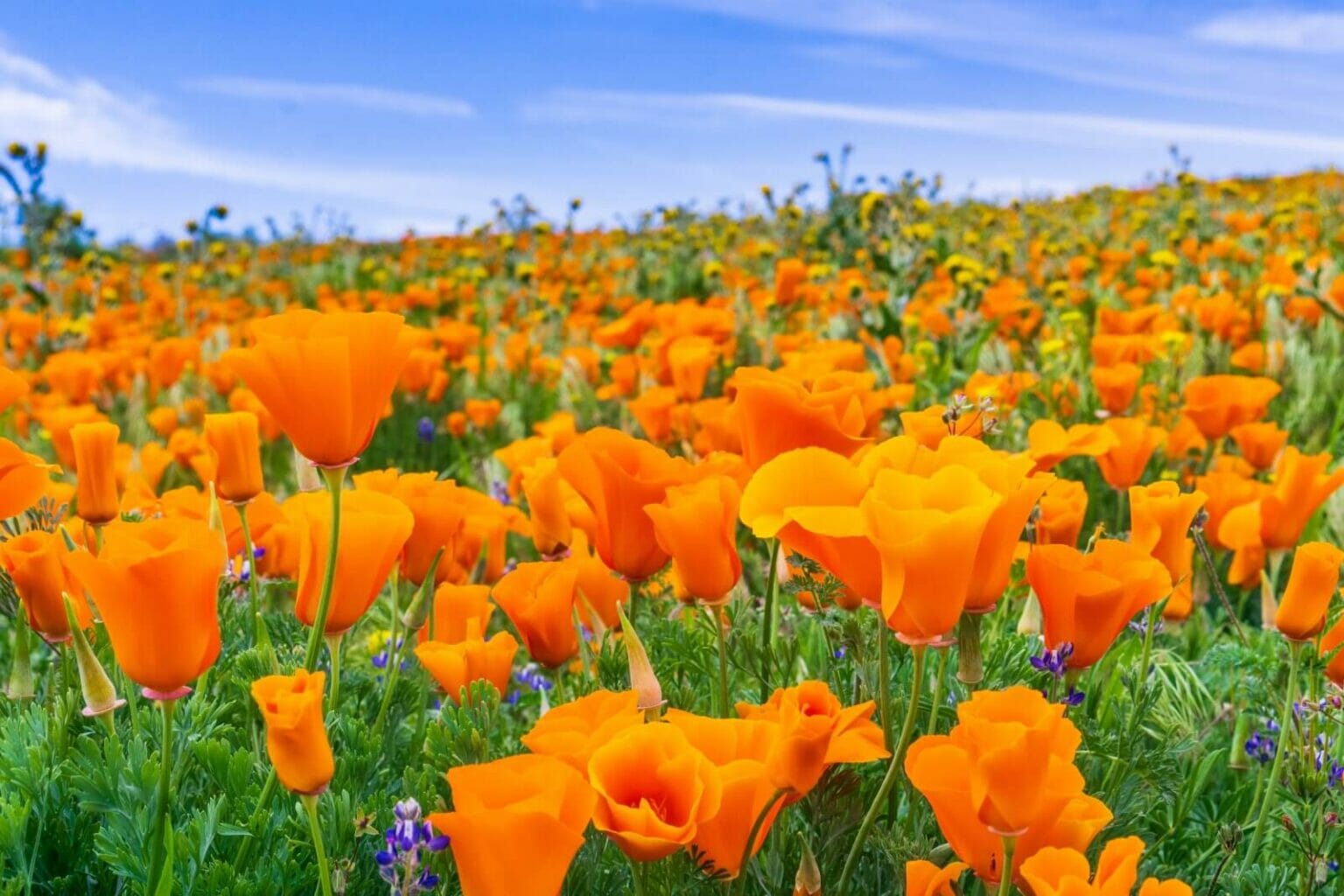 California Poppies: The Ancient Symbol of Hope You Forgot You Needed ...