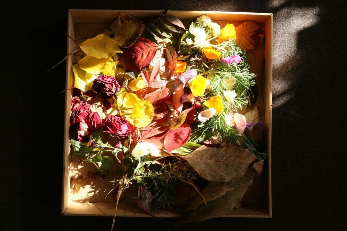 How to Dry and Preserve Zinnia Flowers - Petal Republic