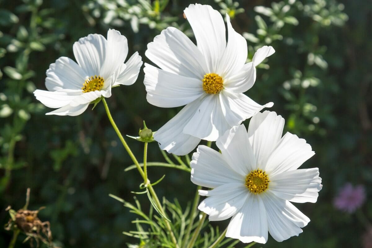 Cosmos Flowers in Every Hue: A Complete Color Guide - Petal Republic