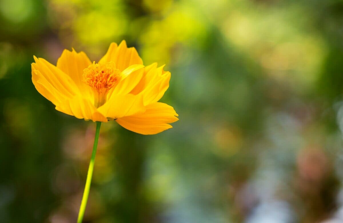 Cosmos Flowers in Every Hue: A Complete Color Guide - Petal Republic