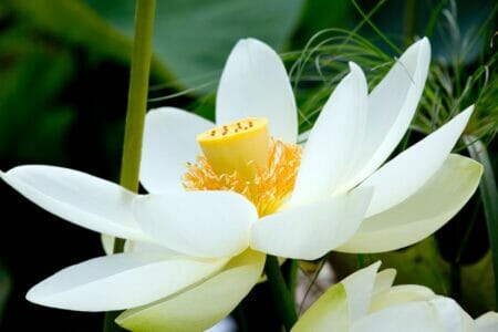 39 Amazing Types of Aquatic Flowers and Plants that Grow in Water ...