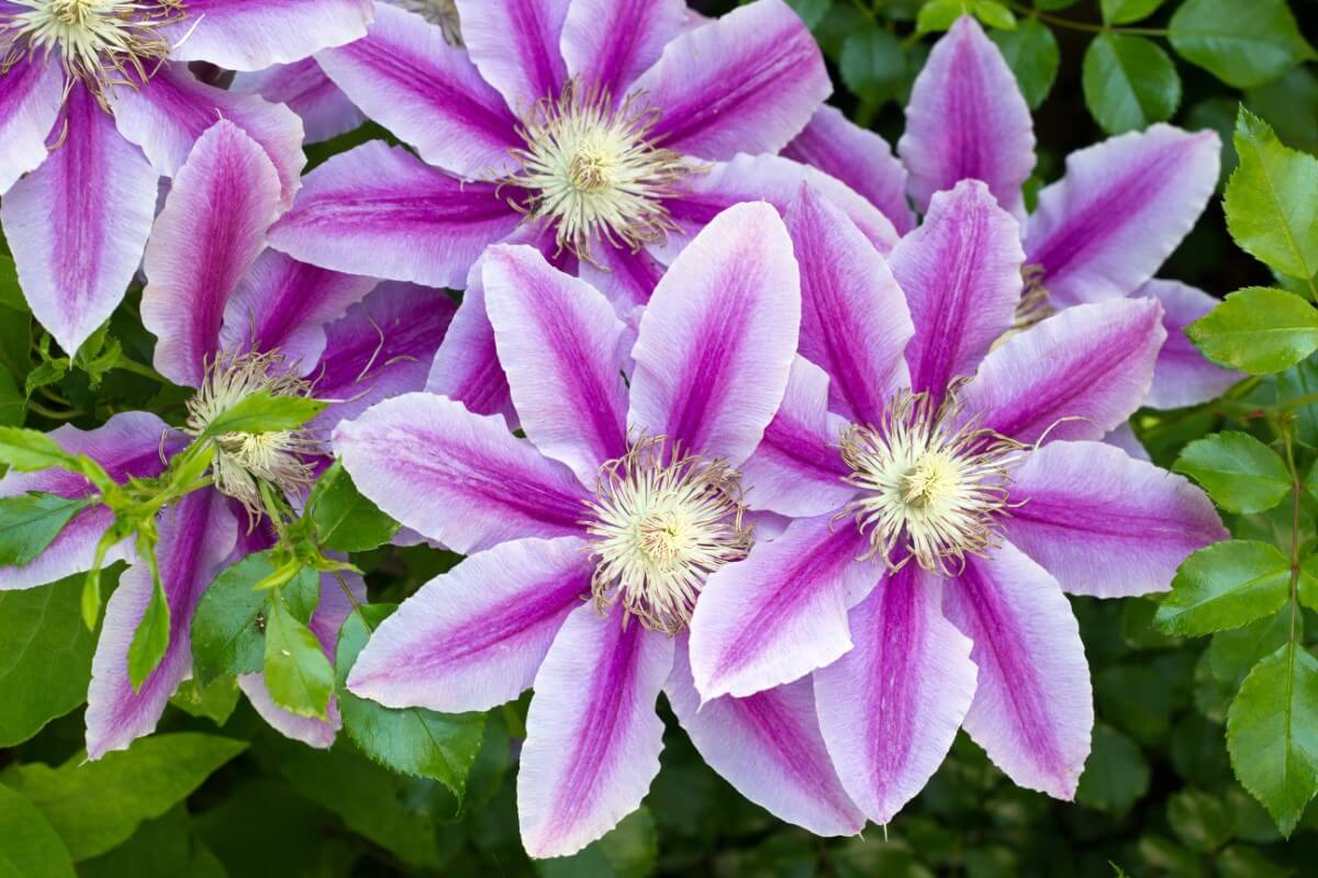 How to Fertilize Clematis for Optimal Blooming - Petal Republic