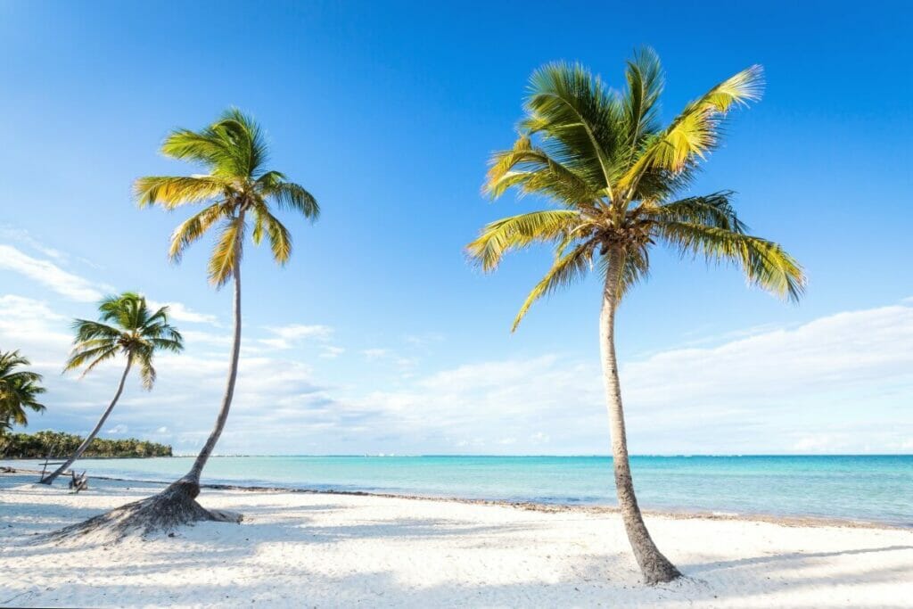What Do Palm Trees Symbolize Petal Republic