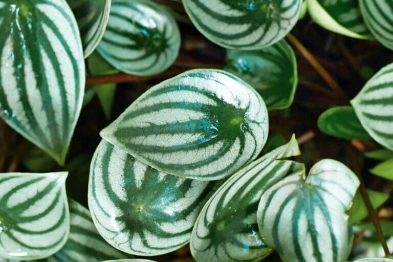 23 Amazing Types of Peperomia Plants to Grow at Home - Petal Republic