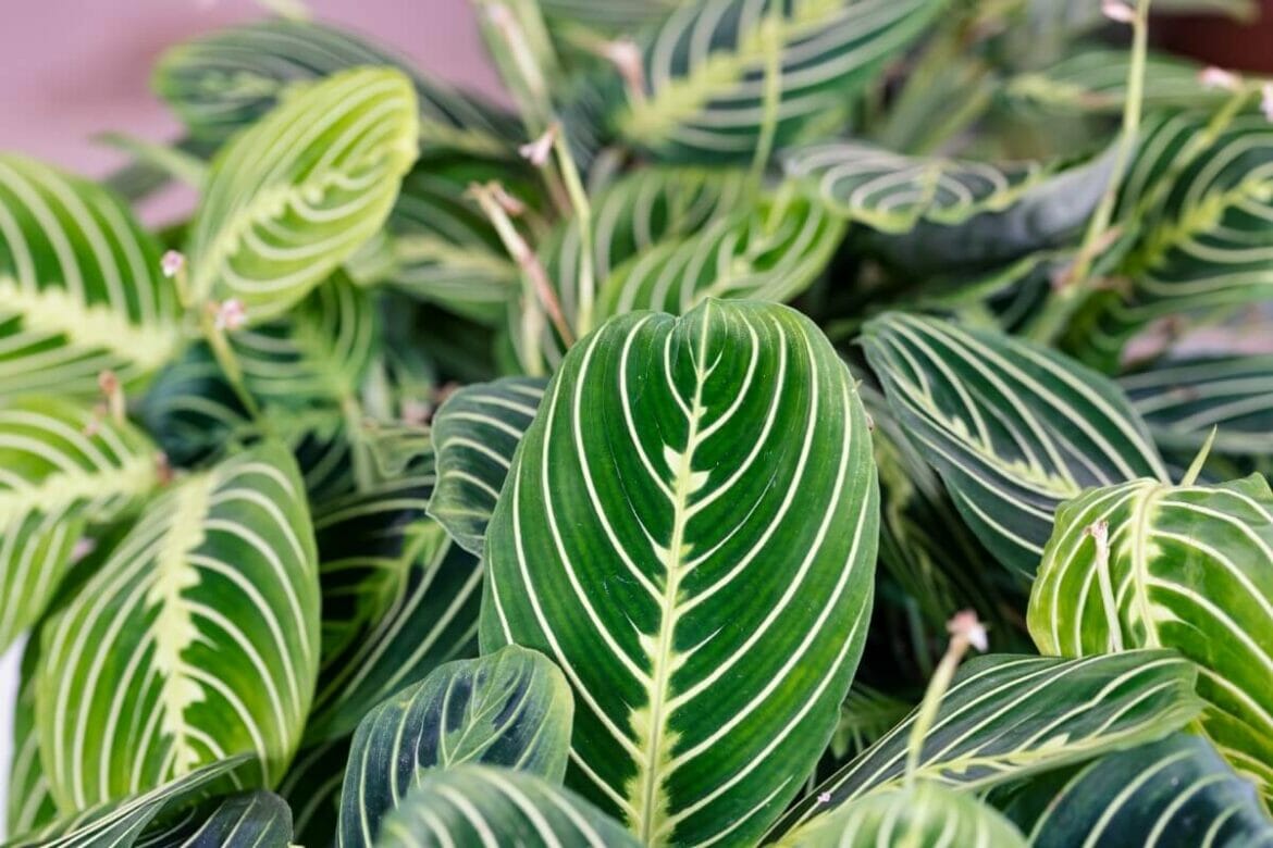 Prayer Plant Care: How to Keep Yours Vibrant and Thriving - Petal Republic
