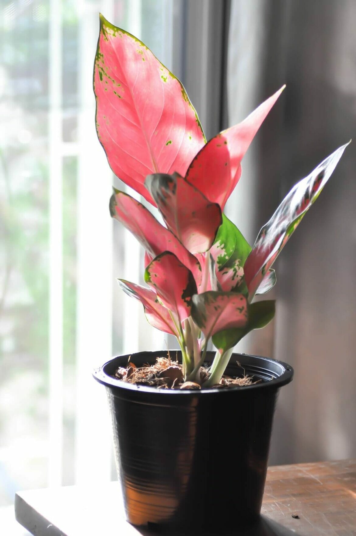 23 Amazing Plants With Pink and Green Leaves - Petal Republic