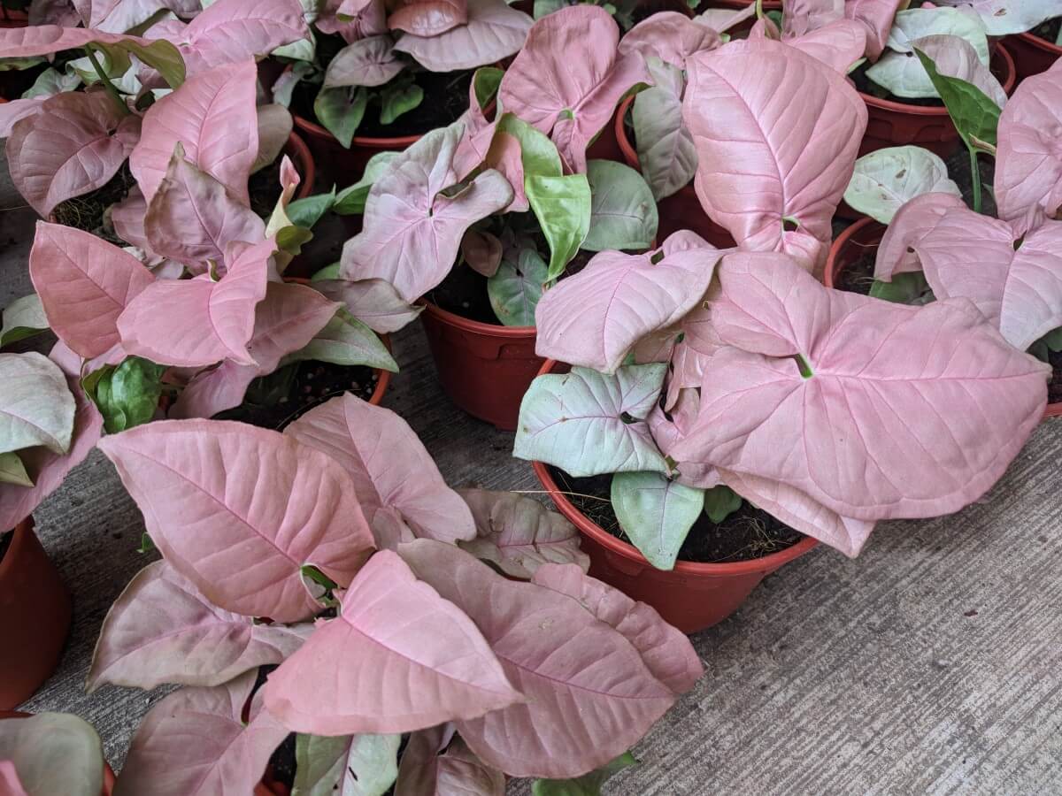 23 Amazing Plants With Pink and Green Leaves - Petal Republic
