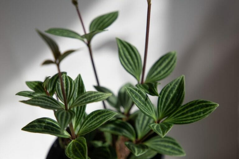 23 Amazing Types of Peperomia Plants to Grow at Home - Petal Republic