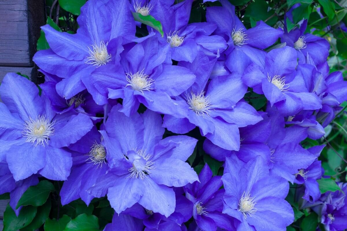 Every Color of Clematis Ranked From Sweet to Showstopping - Petal Republic