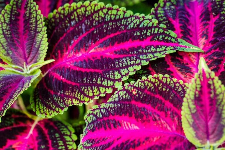 23 Amazing Plants With Pink and Green Leaves - Petal Republic