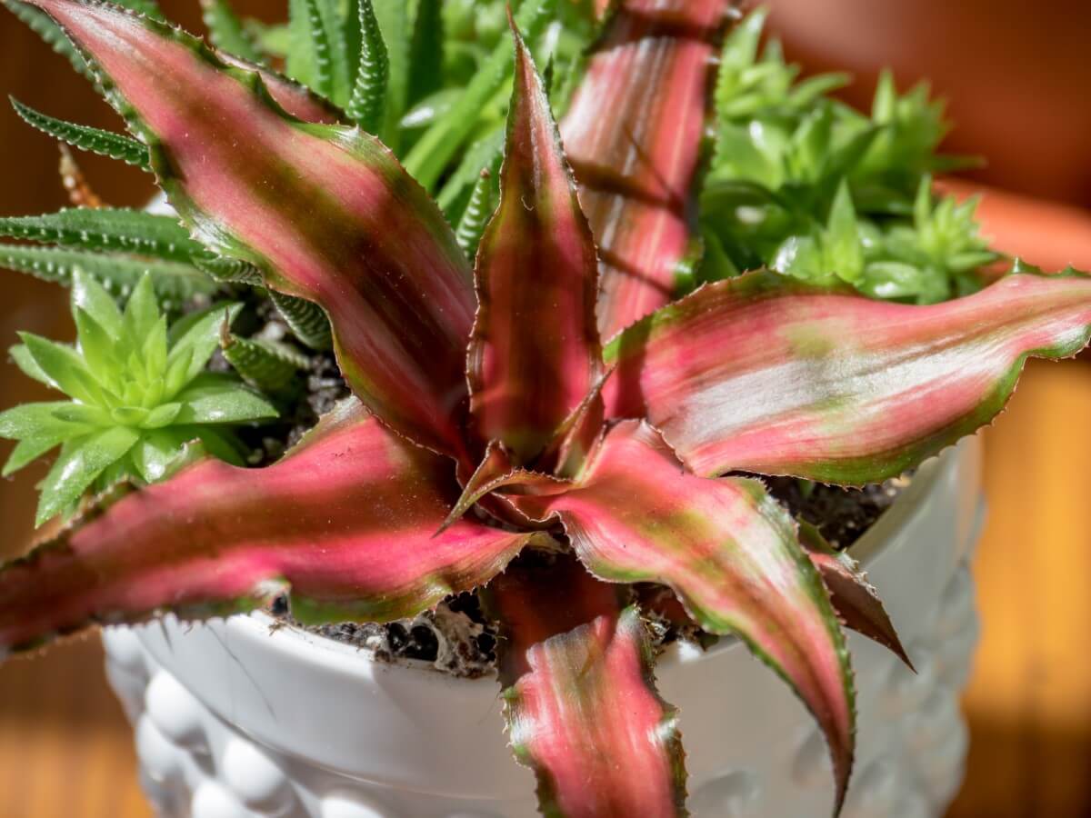 23 Amazing Plants With Pink and Green Leaves - Petal Republic