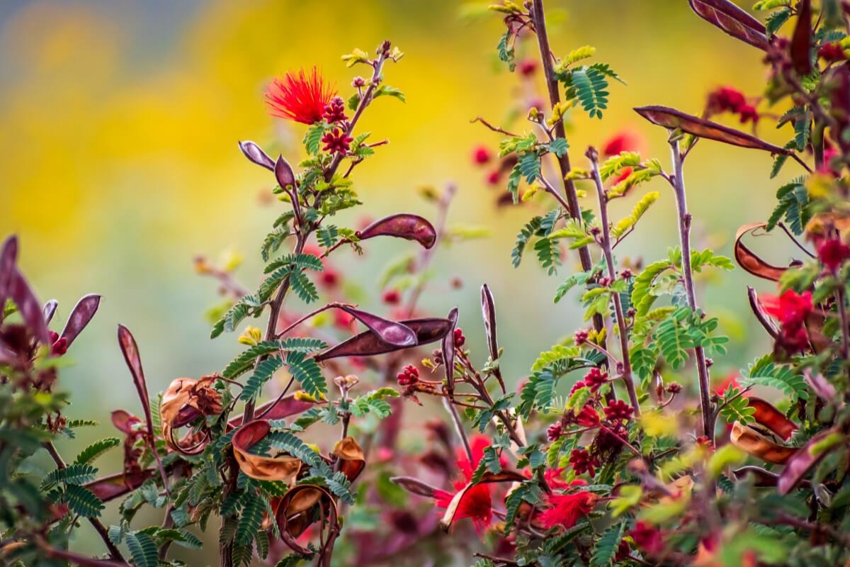 45 Desert Plants With Names, Pictures, and Growing Tips - Petal Republic