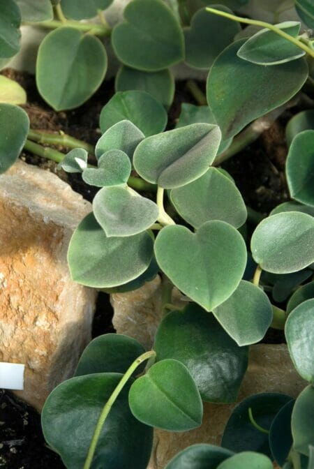 23 Amazing Types of Peperomia Plants to Grow at Home - Petal Republic