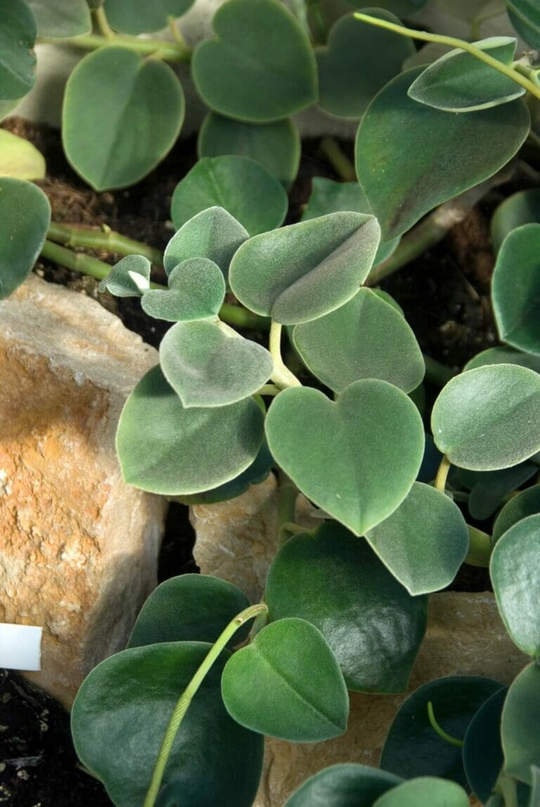 23 Amazing Types of Peperomia Plants to Grow at Home - Petal Republic