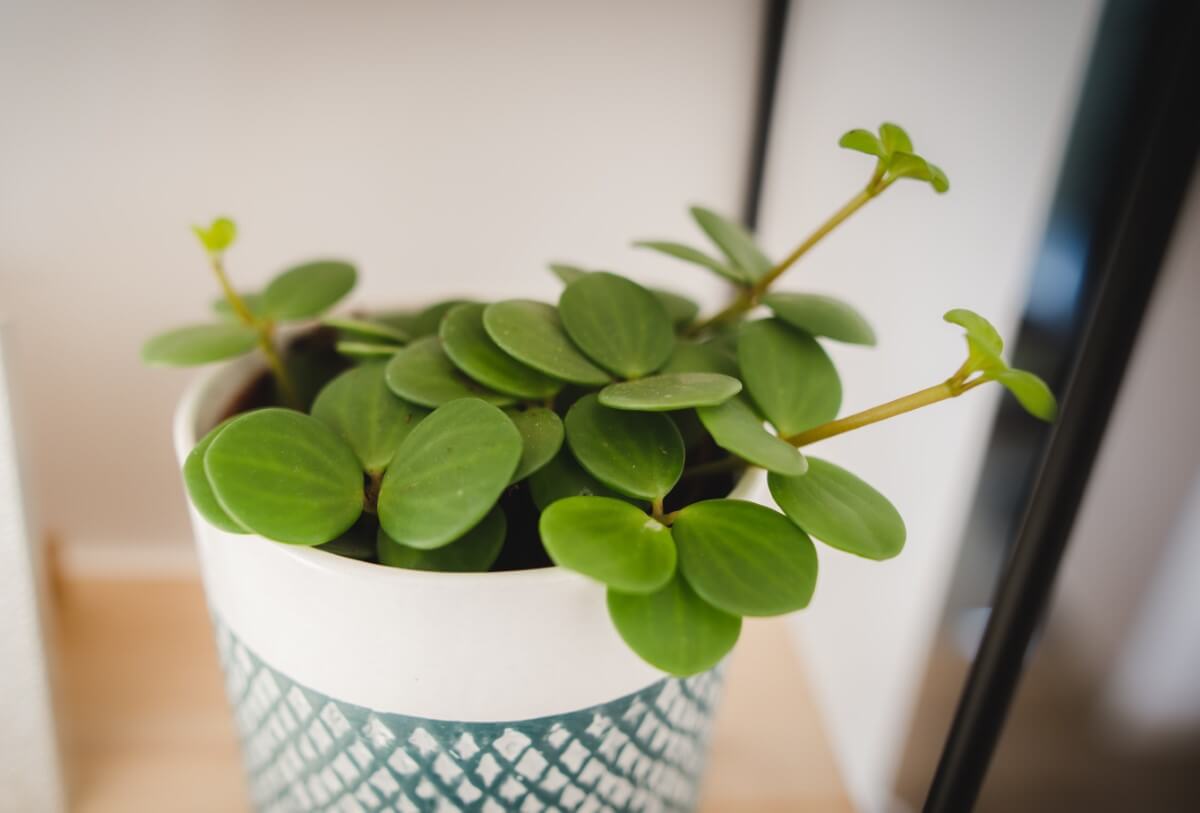 23 Amazing Types of Peperomia Plants to Grow at Home - Petal Republic