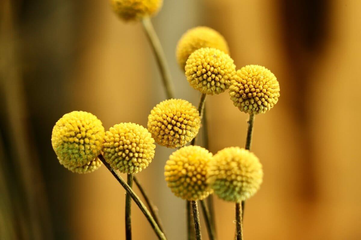 Craspedia Flower Meaning in the Language of Flowers - Petal Republic