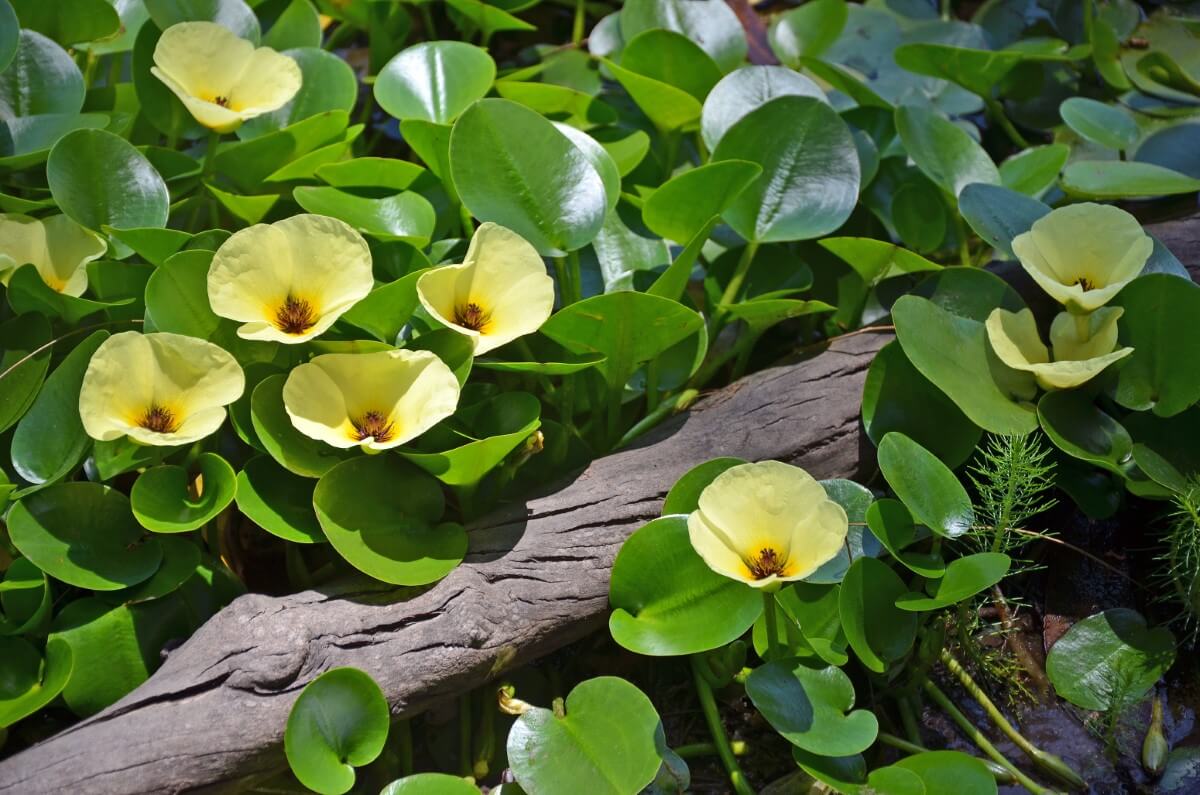 39 Amazing Aquatic Flowers and Plants that Grow in Water - Petal Republic