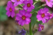 39 Amazing Types of Aquatic Flowers and Plants that Grow in Water ...
