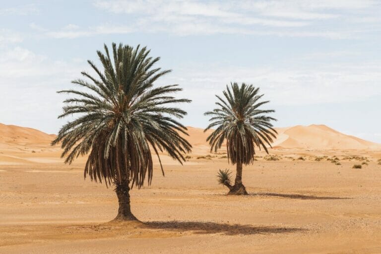 The Sacred Symbolism of Palm Trees - Petal Republic