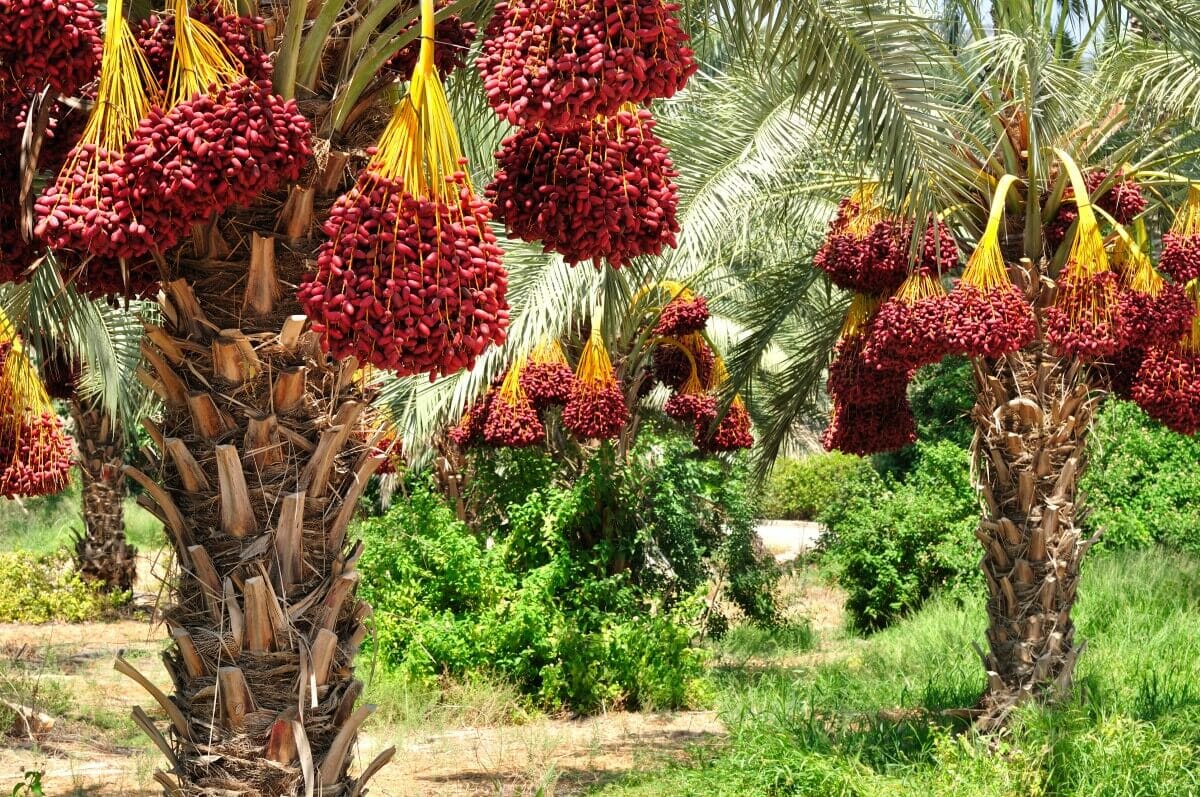 The Sacred Symbolism of Palm Trees - Petal Republic