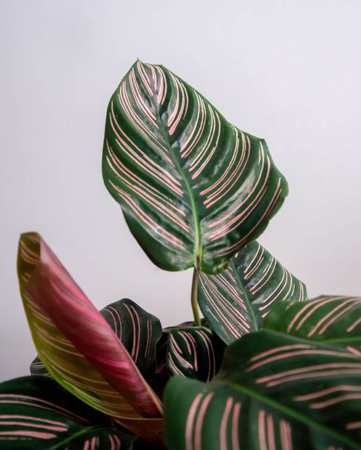 23 Amazing Plants With Pink and Green Leaves - Petal Republic