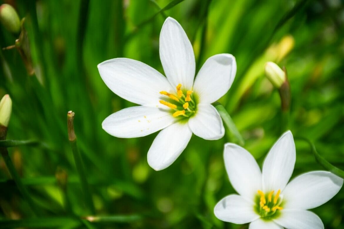 39 Amazing Aquatic Flowers and Plants that Grow in Water - Petal Republic