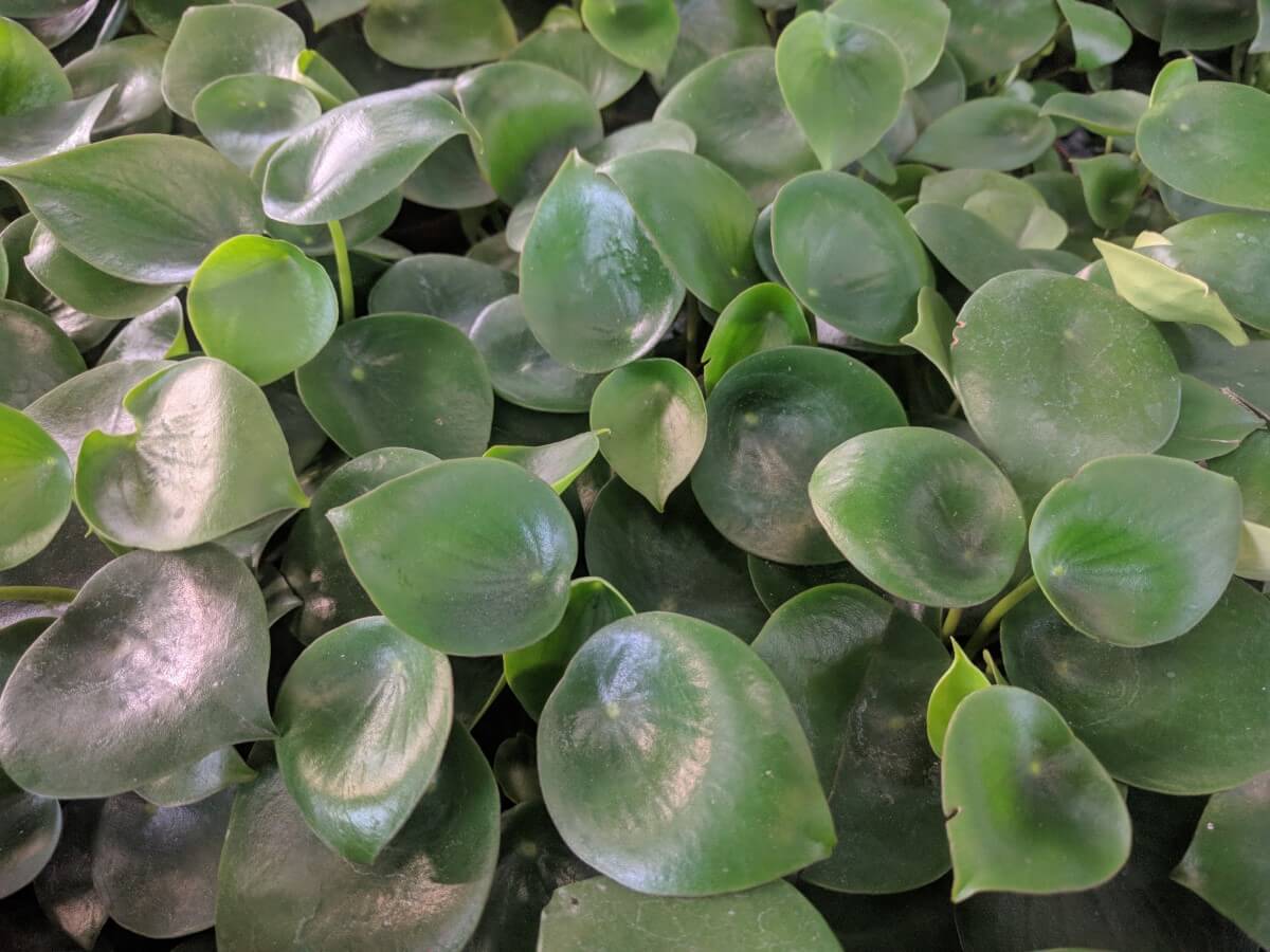 23 Amazing Types of Peperomia Plants to Grow at Home - Petal Republic