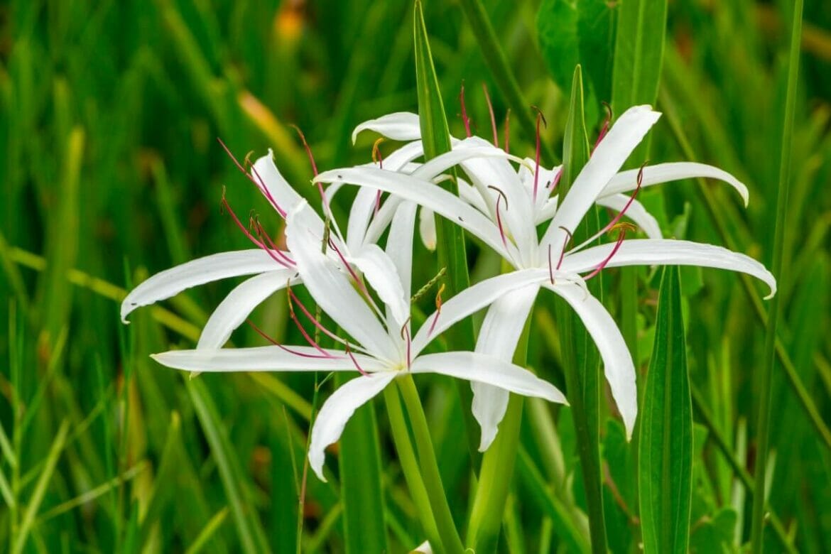 39 Amazing Aquatic Flowers and Plants that Grow in Water - Petal Republic