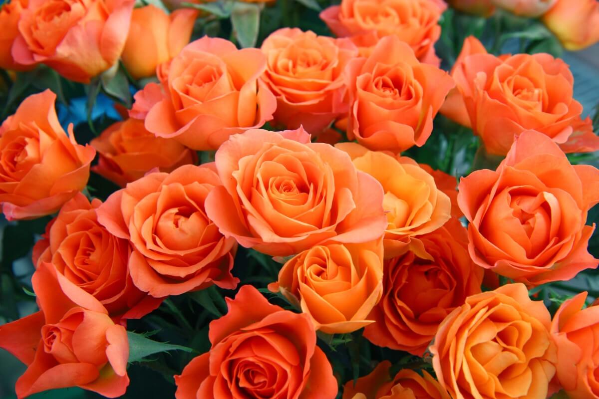 Discover the Language of Flowers: The Orange Rose Edition - Petal Republic