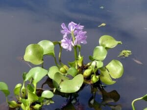 39 Amazing Types of Aquatic Flowers and Plants that Grow in Water ...