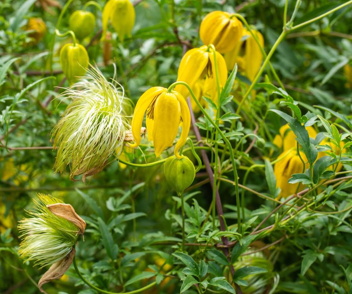 Every Color of Clematis Ranked From Sweet to Showstopping - Petal Republic